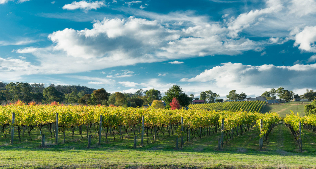 Corniola Winery Yarra Valley – Corniola Wines